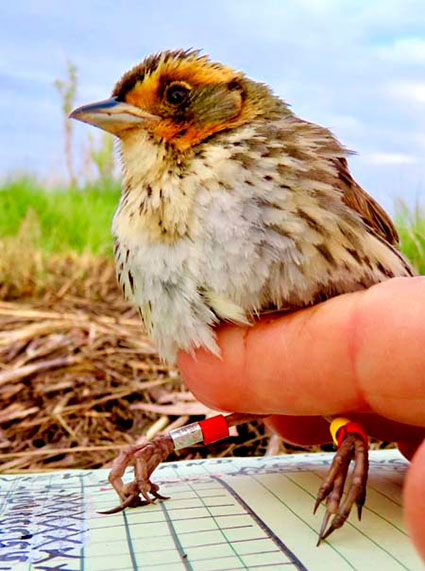 Saltmarsh Sparrow Research Initiative: Summer 2020 Update – Warren Land ...